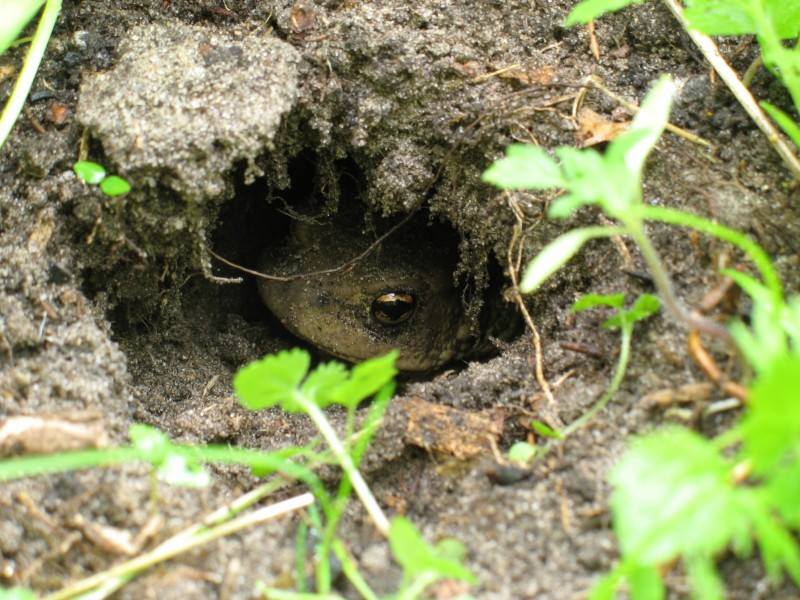 Erdkrote Im Garten